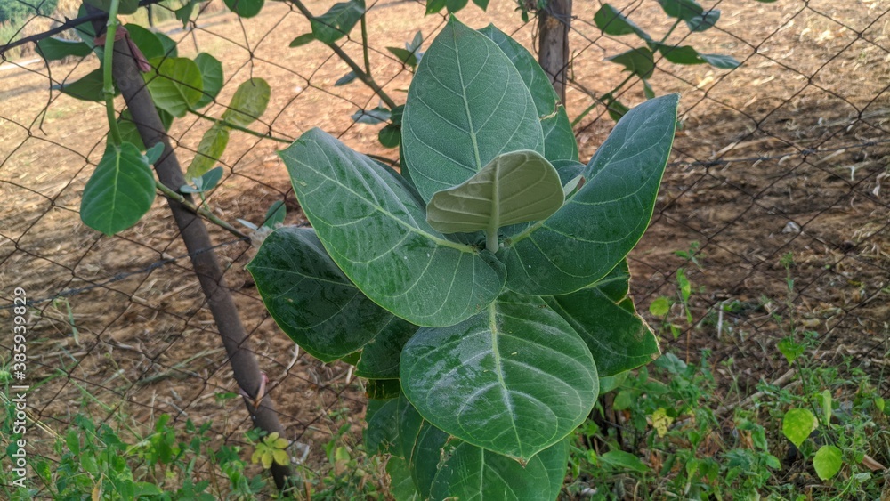Indian green aak or a madar plant, Beautiful aak tree with green patti ...