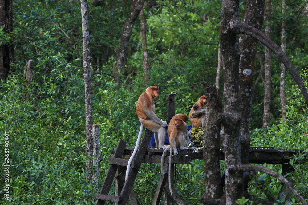 Proboscis monkeys are long-nosed monkeys with reddish brown hair and ...