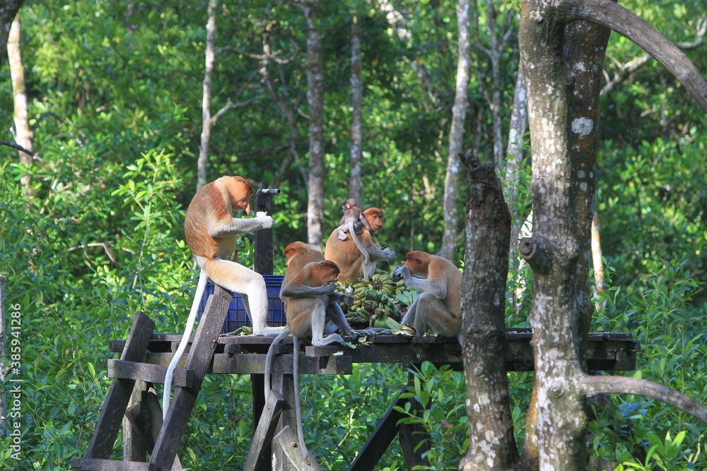 Foto de Proboscis monkeys are long-nosed monkeys with reddish brown ...
