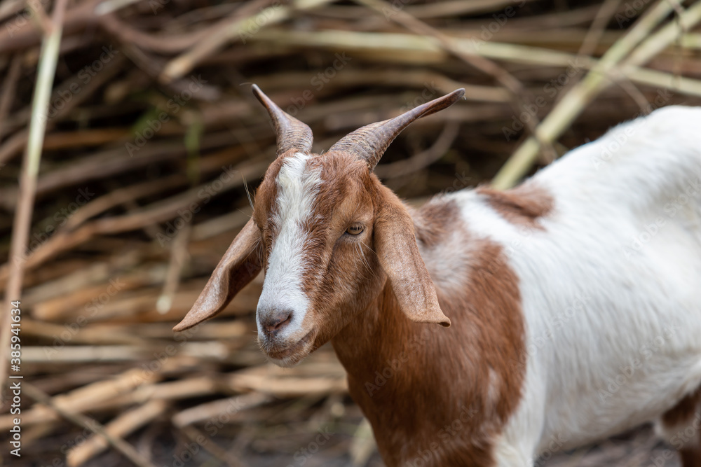 Adult red and white goat with horns and for meat goat. Stock Photo ...