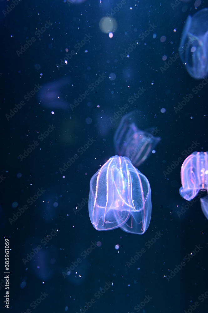 Meduse Stock Photo | Adobe Stock