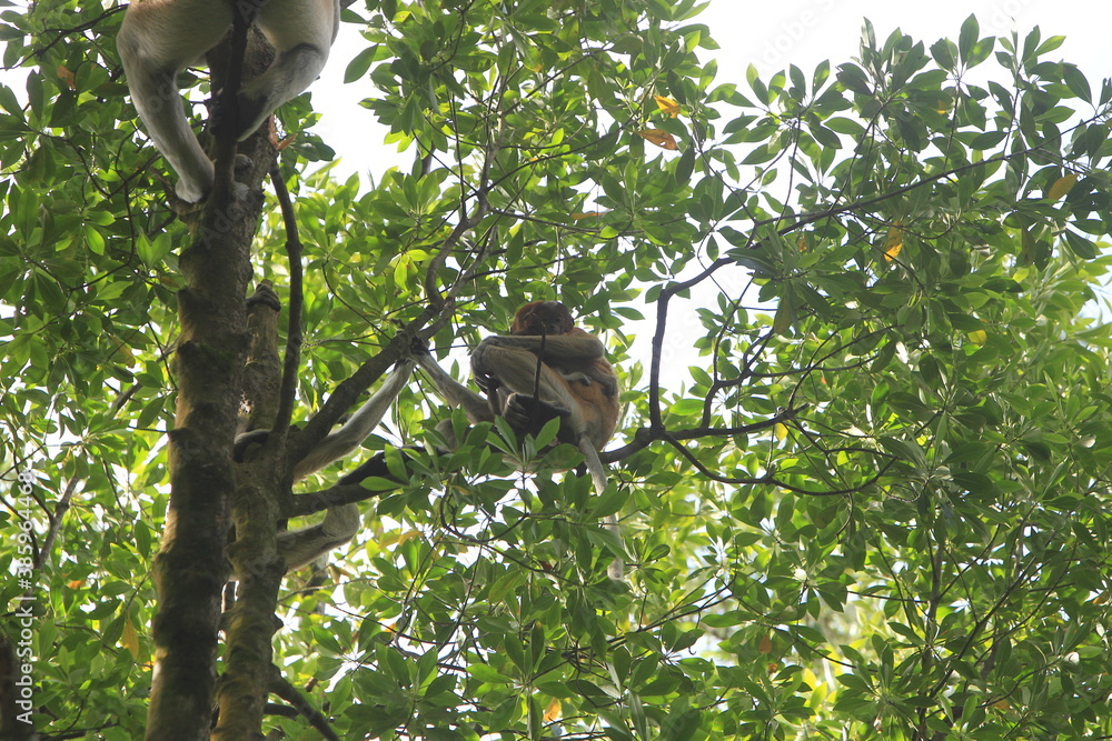 Proboscis monkeys are long-nosed monkeys with reddish brown hair and ...