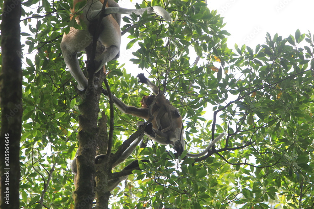 Proboscis monkeys are long-nosed monkeys with reddish brown hair and ...