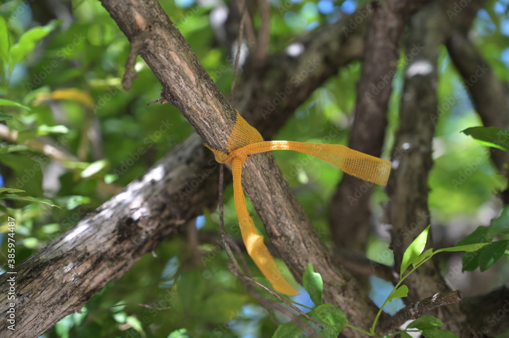 Branches of trees in the forest tied with yellow ribbons. The yellow ...