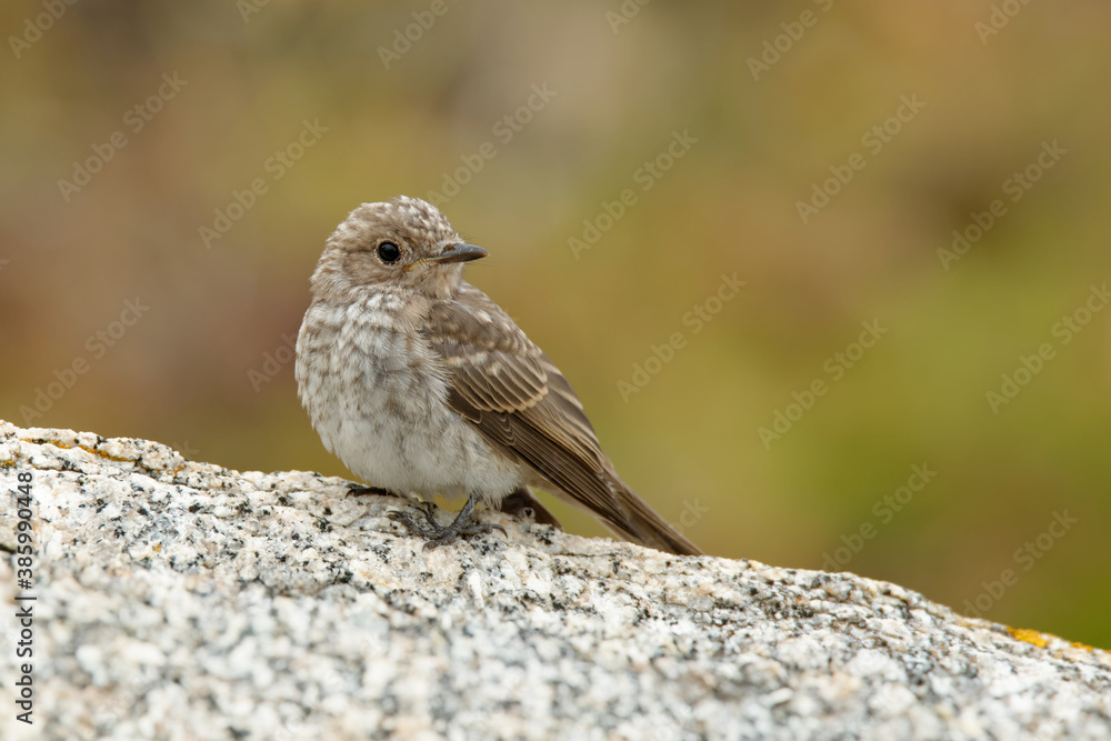 Spotted Flycatcher - Muscicapa striata sitting small passerine bird in ...