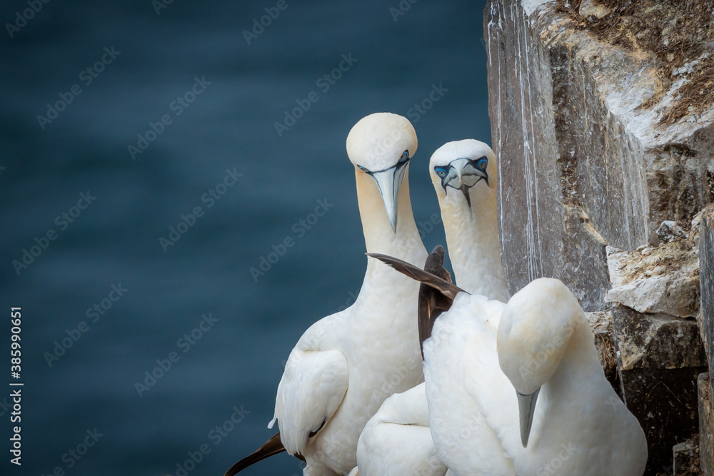 Three Northern Gannets on a rock ledge. The wild seabird has a white ...