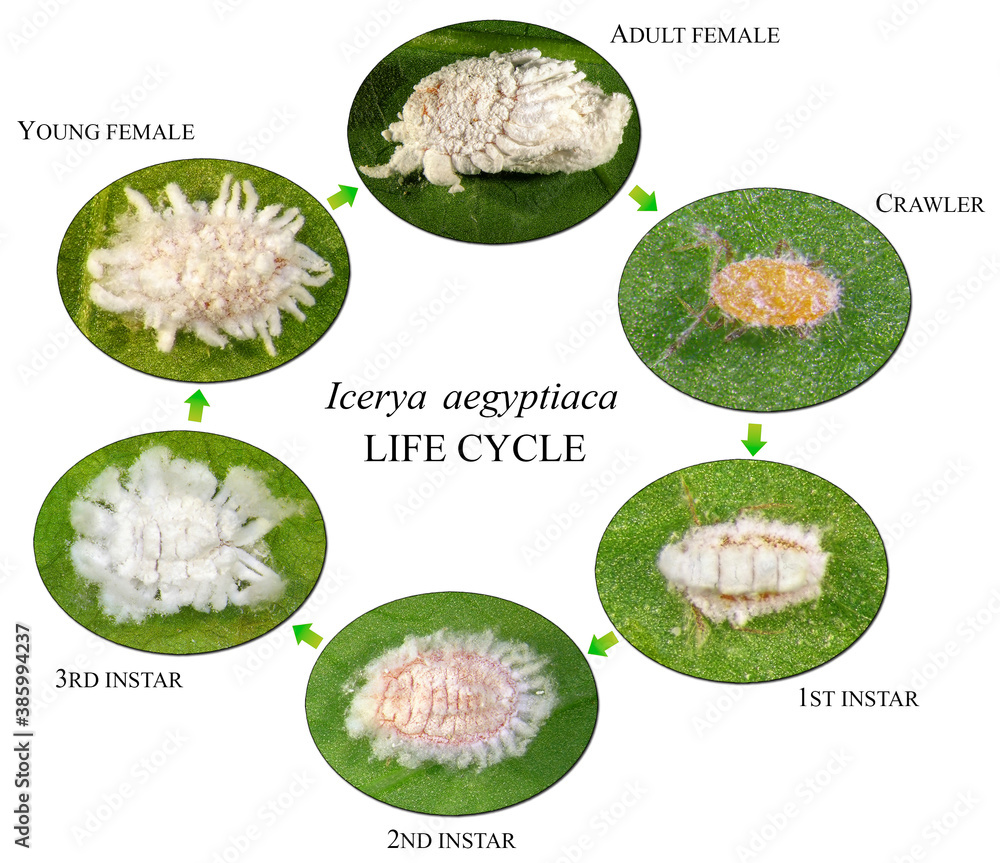 Egyptian fluted scale, Breadfruit mealybug, Egyptian mealybug, Icerya ...