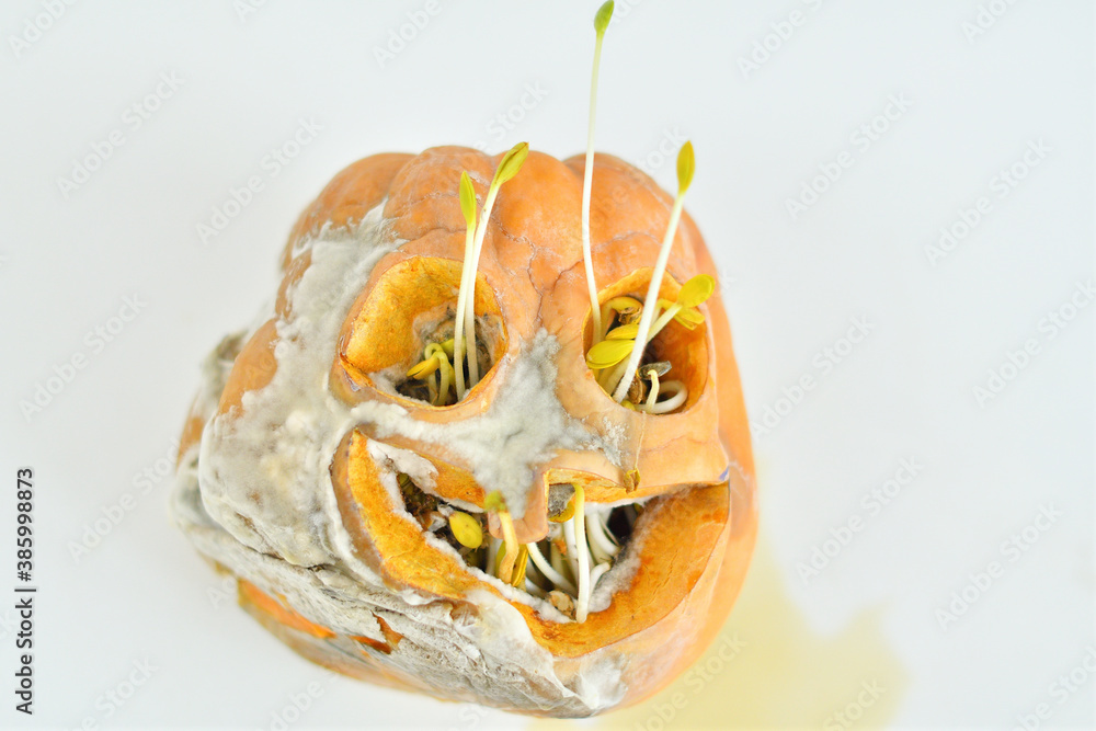 Rotten moldy Halloween pumpkin on a white background .seeds sprouted ...