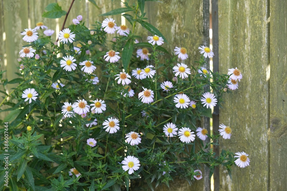 Nice white flowers of Symphyotrichum lanceolatum (panicled aster, tall ...