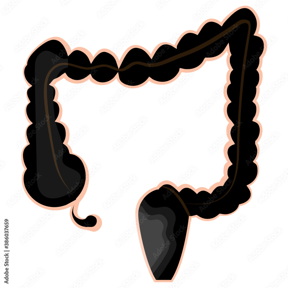 Colon like shapes attached together denoting large intestine Stock ...