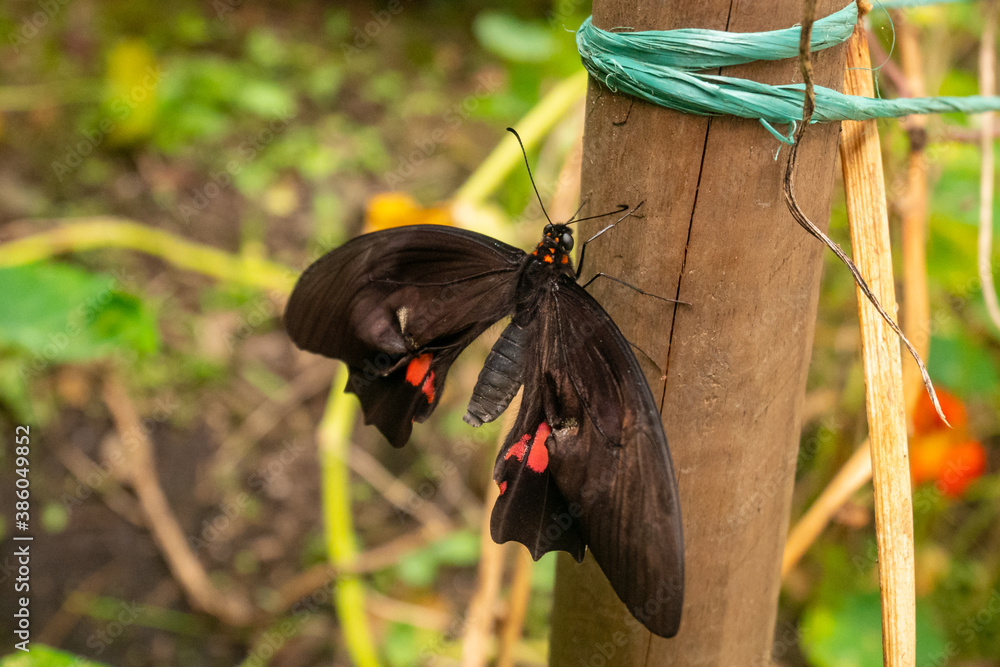The Ruby-Spotted Swallowtail or Red-Spotted Swallowtail (Papilio ...