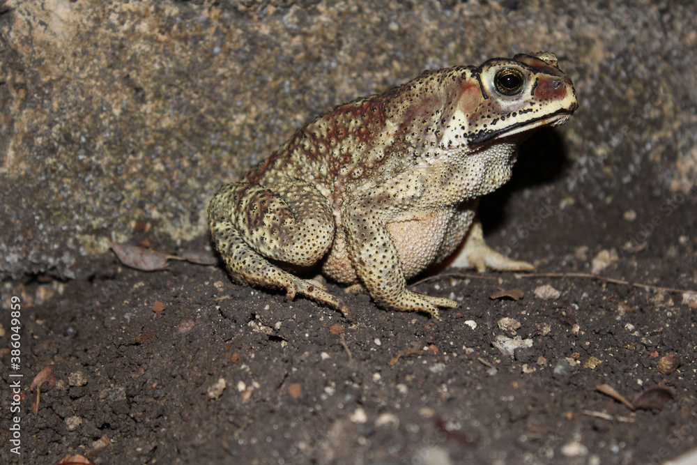 Foto de Duttaphrynus melanostictus is commonly called Asian common toad ...