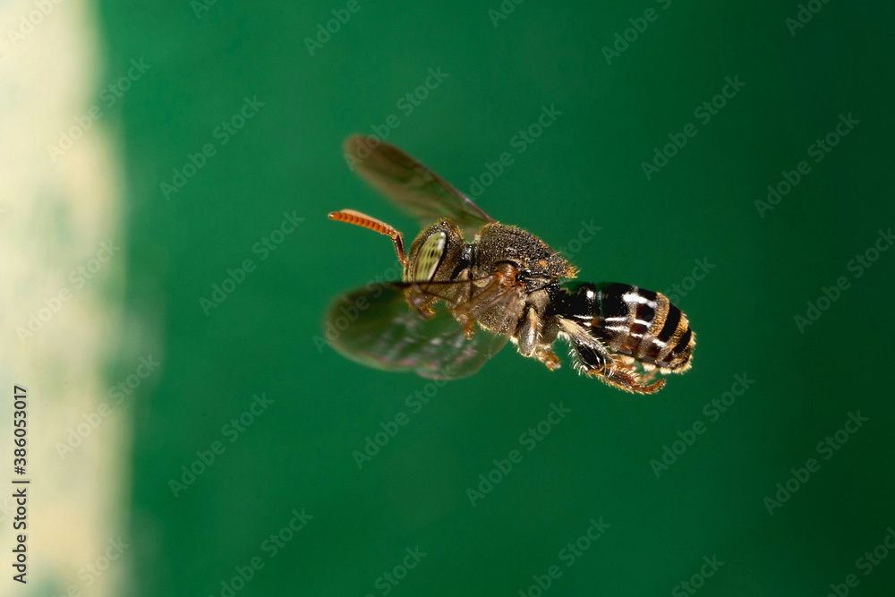 Stingless bees have the greatest diversity of species worldwide, as ...
