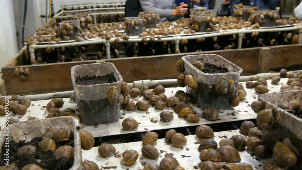 Cold chamber for the number of snails on a snail farm, a delicacy with ...