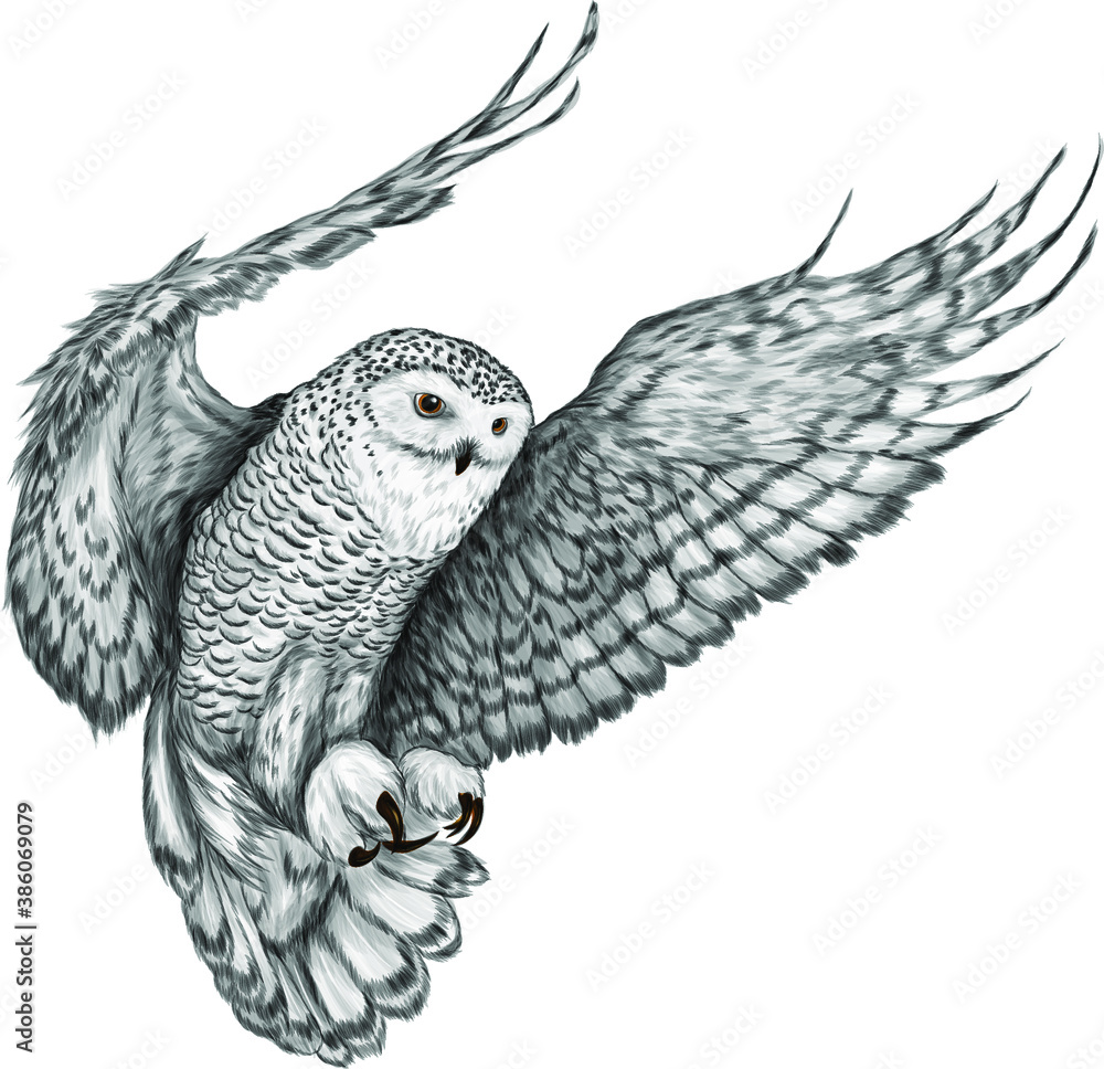 Pencil Drawings Of Owls Flying