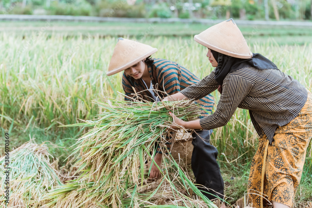 two Asian farmers help each other lift the rice plants that have been ...