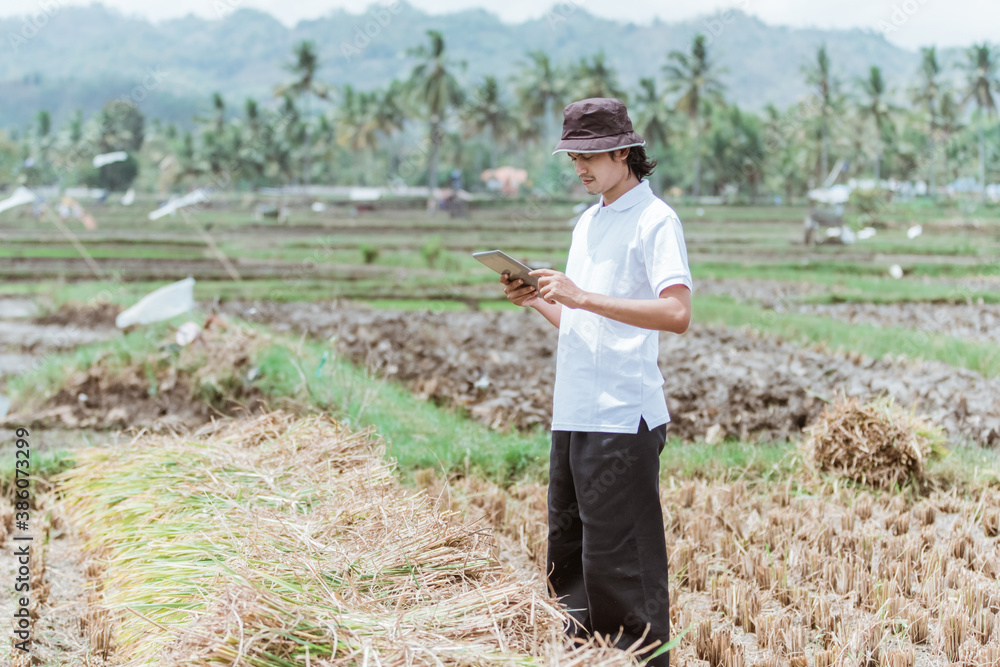 The farmer owns the rice fields stands holding a tablet to calculate ...
