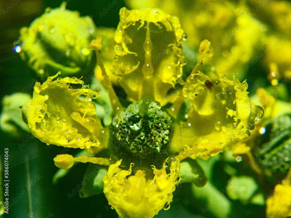 flor ruda, ruta o herb of grace amarilla mojada o humeda con rocio o ...