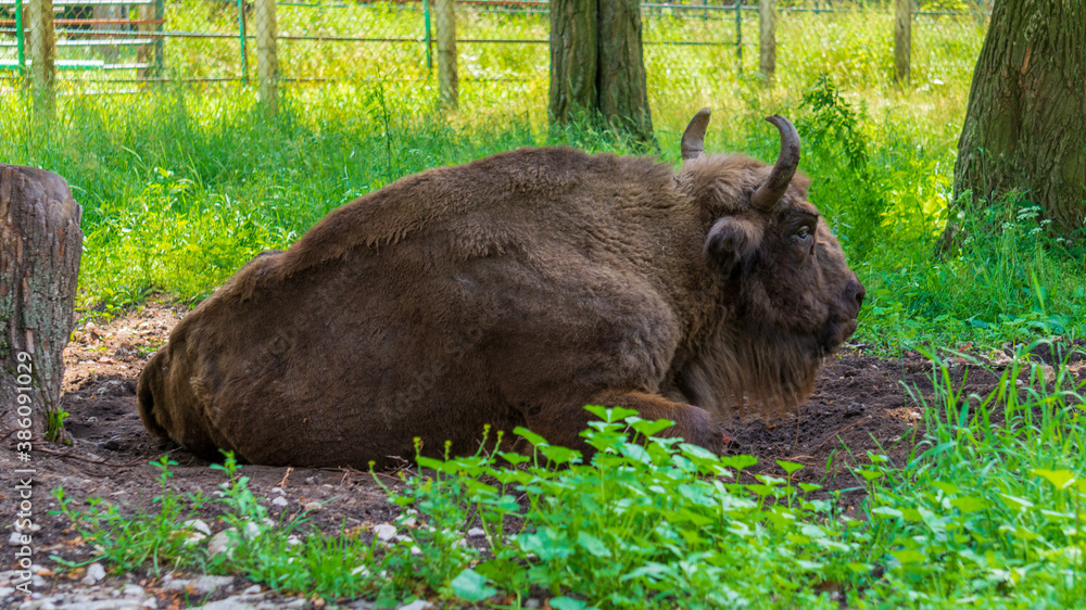 European bison (Bison bonasus), also known as the wisent, the zubr , or ...