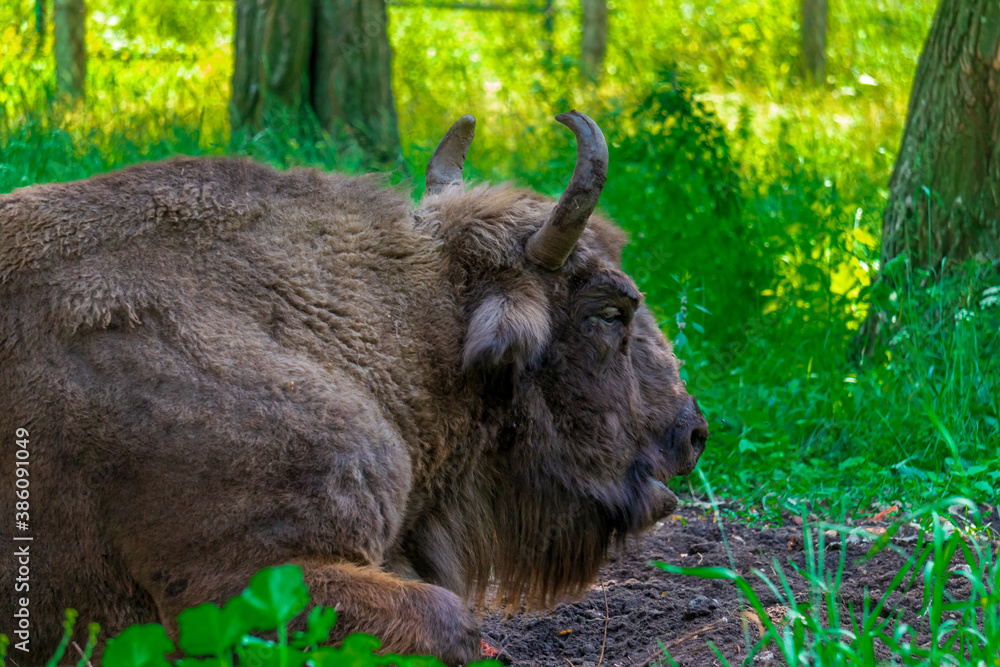 European bison (Bison bonasus), also known as the wisent, the zubr , or the European wood bison ...
