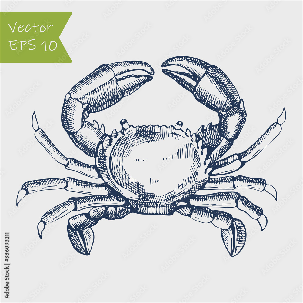 Vector vintage crab drawing. Hand drawn monochrome seafood illustration ...