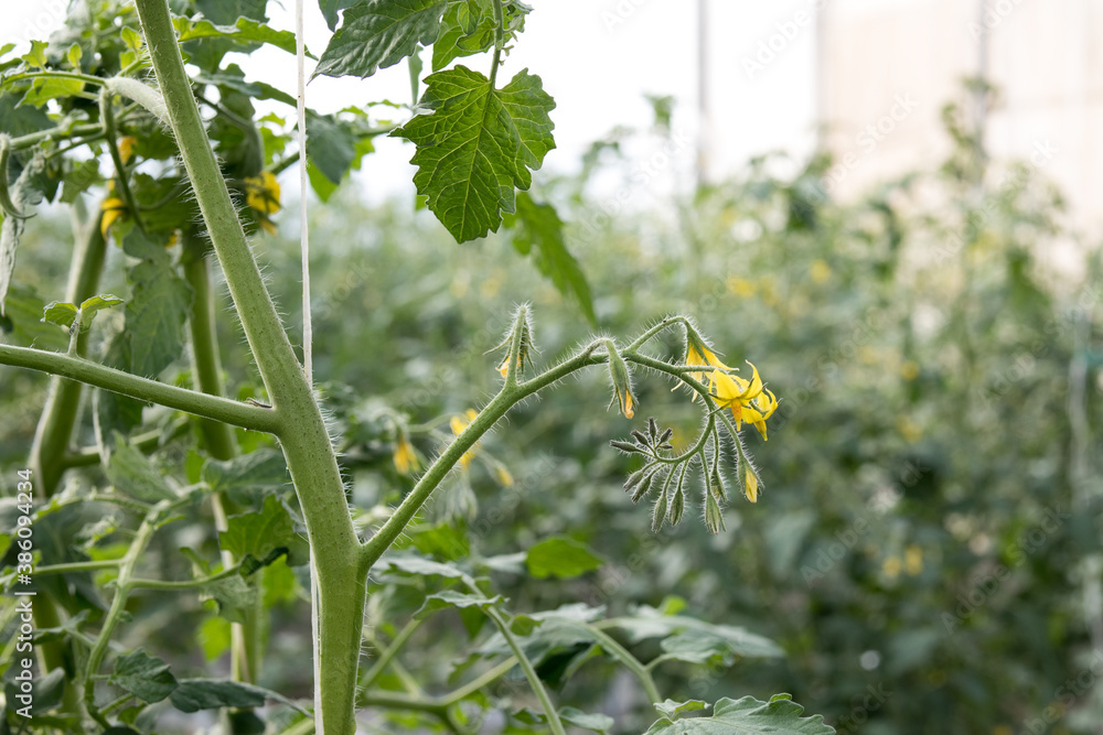 inflorescencia del tomate Stock Photo | Adobe Stock