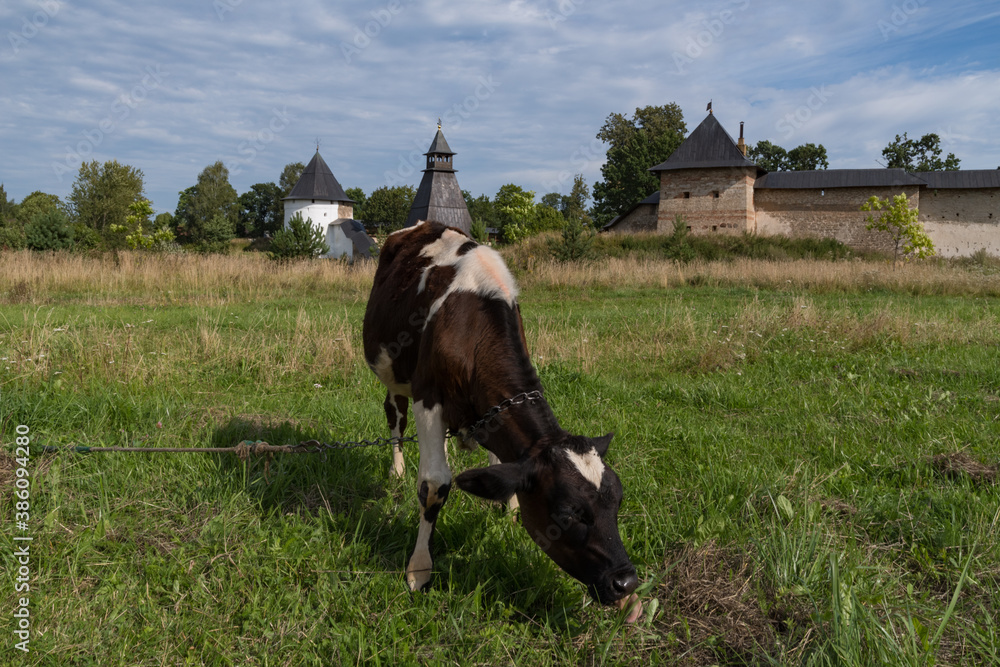 Cow on meadow. At background Tararygin tower, tower of the Upper Grids ...