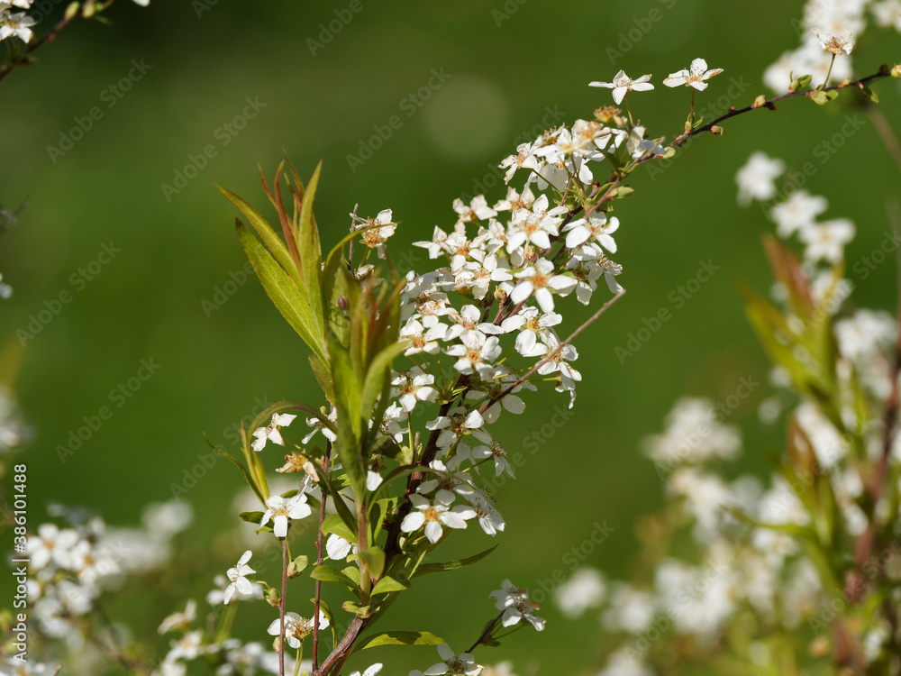 Spiraea thunbergii | Baby's Breath Spiraea | Breath of Spring Spiraea ...