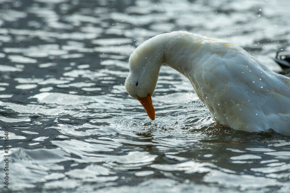 Rare white duck mutant on the lake water surface in nature wild life ...