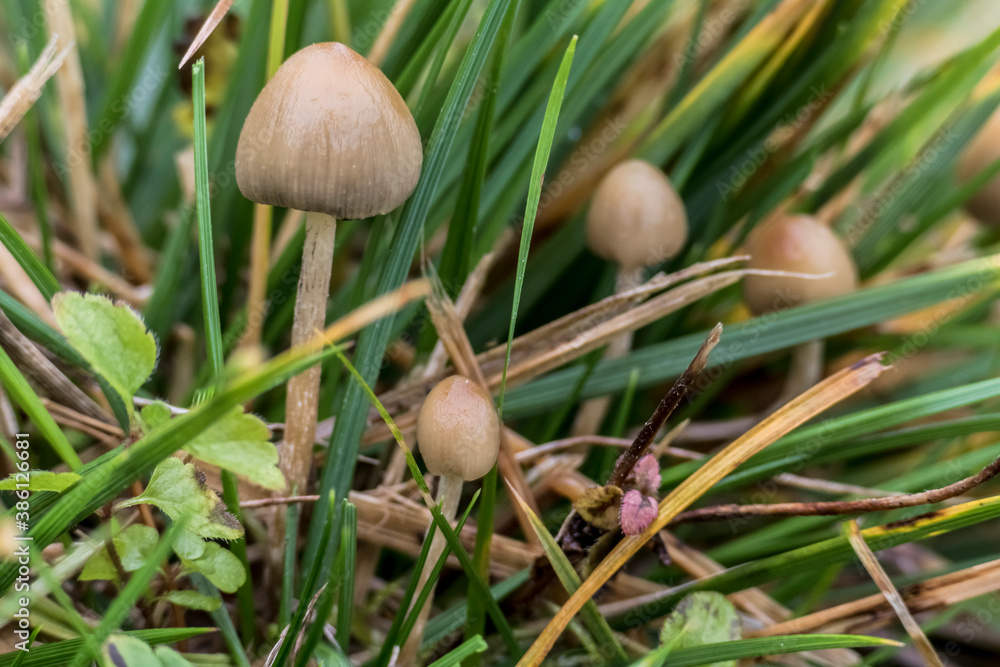 Psilocybin Semilanceata