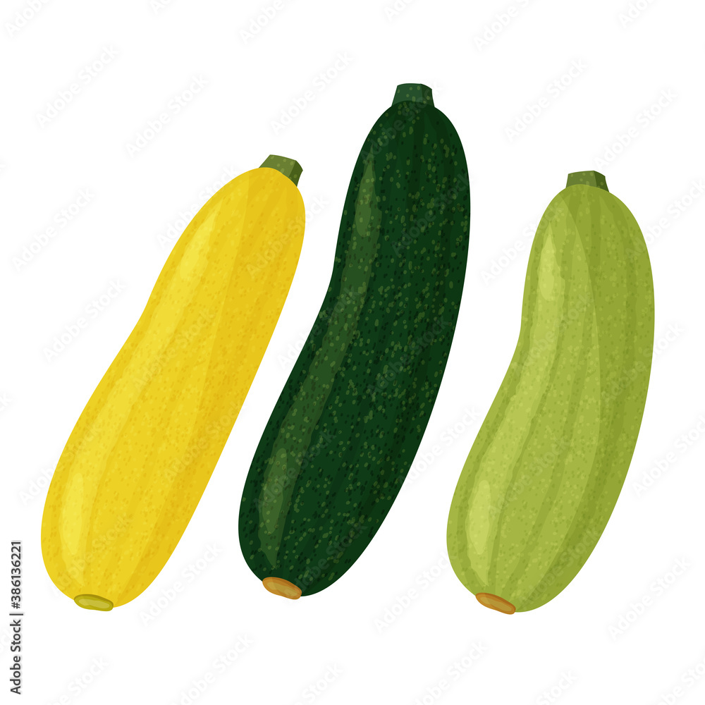 Green and yellow squash and zucchini on white background. Vector ...
