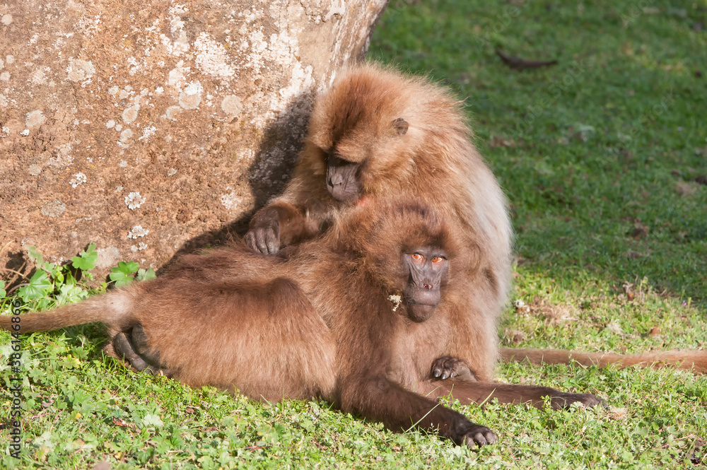 Gelada baboons (Theropithecus Gelada) grooming each other, Simien ...