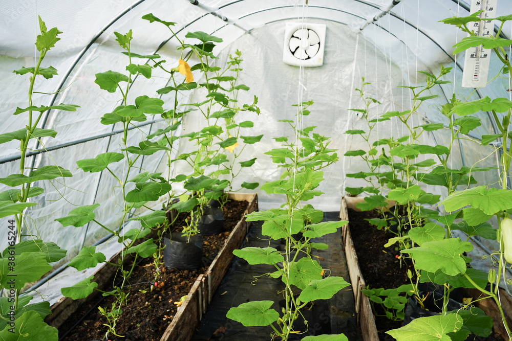 Butternut Squash Plant Vertical