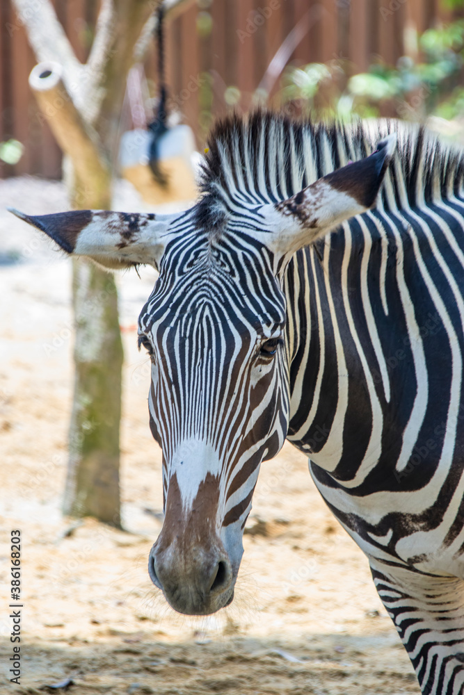 Foto de The Grevy's zebra is the largest living wild equid and the ...