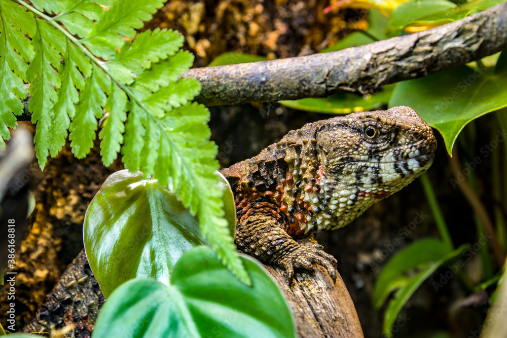 The Chinese crocodile lizard (Shinisaurus crocodilurus) is a ...