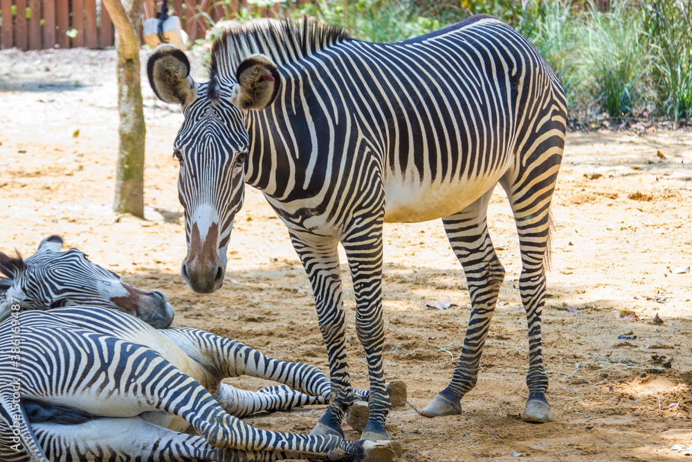 The Grevy's zebra is the largest living wild equid and the largest and ...