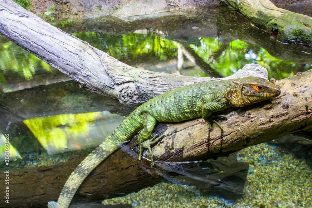 The Northern caiman lizard lies on the trunk. It is a species of lizard ...