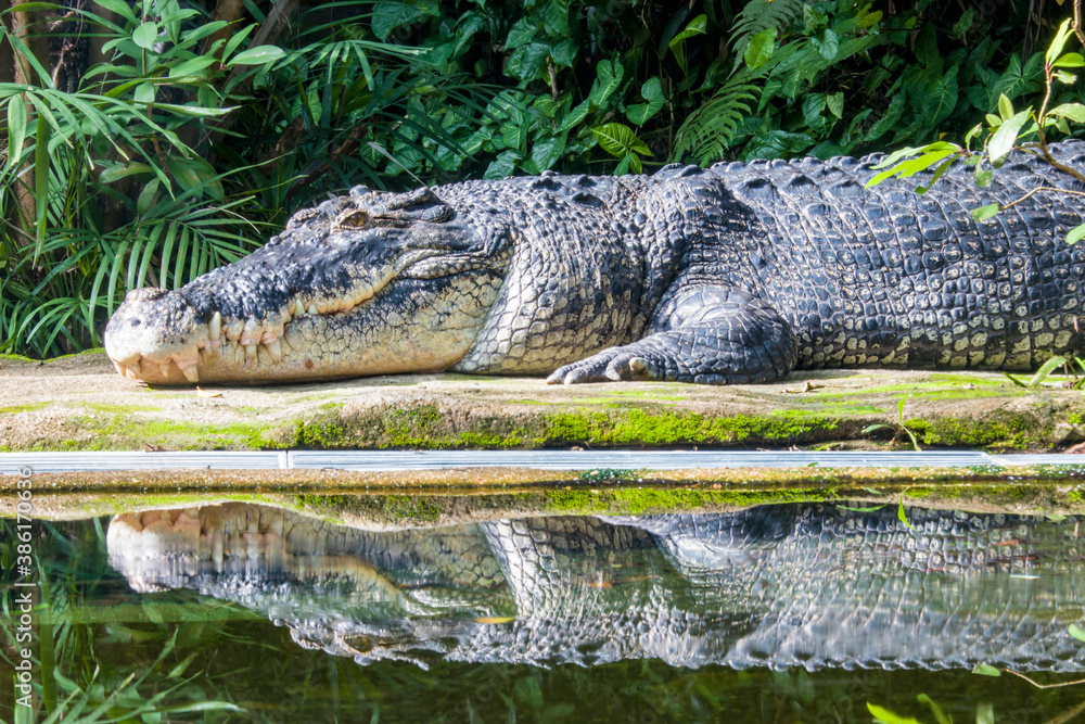 The saltwater crocodile (Crocodylus porosus) is a crocodilian native to ...
