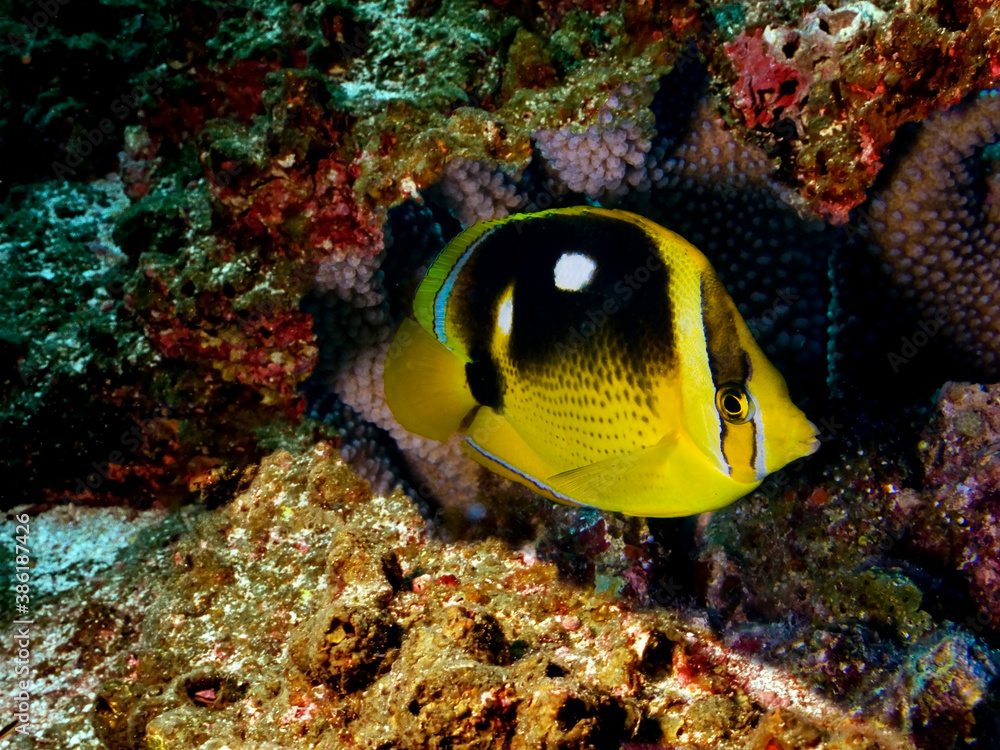 Fourspot Butterflyfish