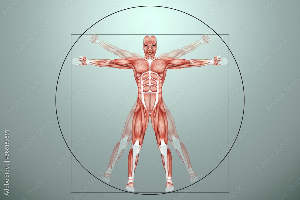 Vitruvian man, the structure of human muscles, biology of the muscular ...