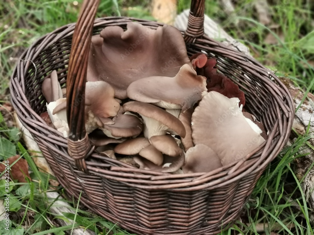 Austernseitlinge im Korb, Winterpilz im Oktober im Pappelwald sammeln ...