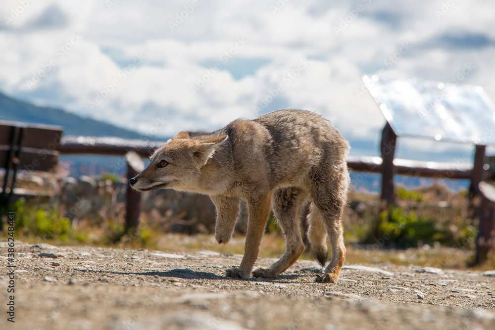 El zorro sin una pata pidiendo la comida en un mirador de la ruta en ...