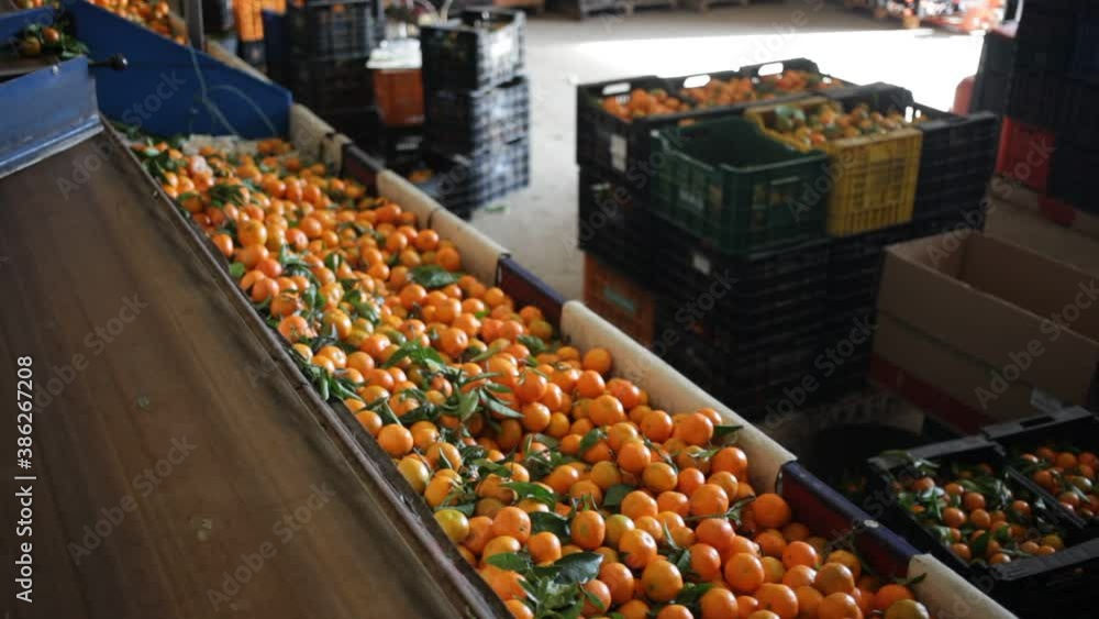 Harvest of ripe mandarins on sorting line at plantation warehouse Stock ...