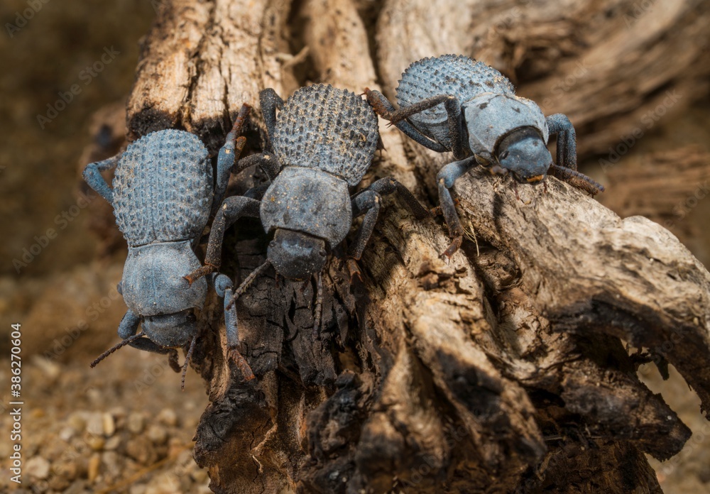 This macro image shows a group of three Asbolus verrucosus (desert ...