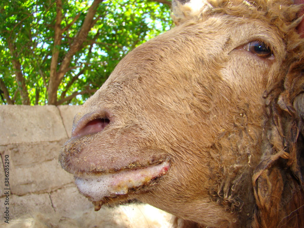 Ecthyma | Overview of Contagious Ecthyma in the mouth of the goat ...