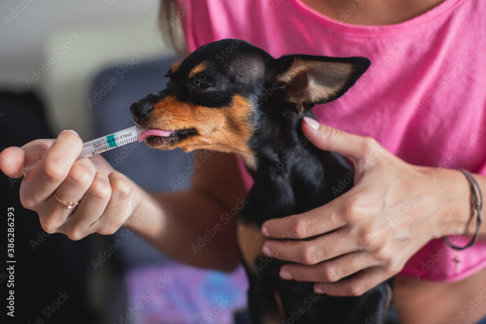 Process of giving a medicine injection to a small breed dog with a ...