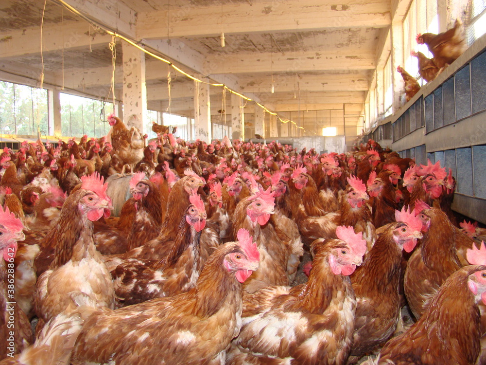 Poultry . Chicken organic farm. Eggs Chickens on traditional range ...