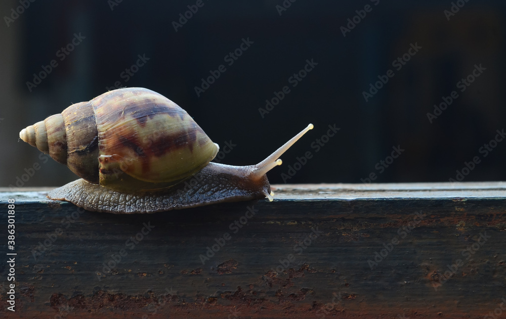 Snail (Bekicot, Achatina fulica, African giant snail, Archachatina ...