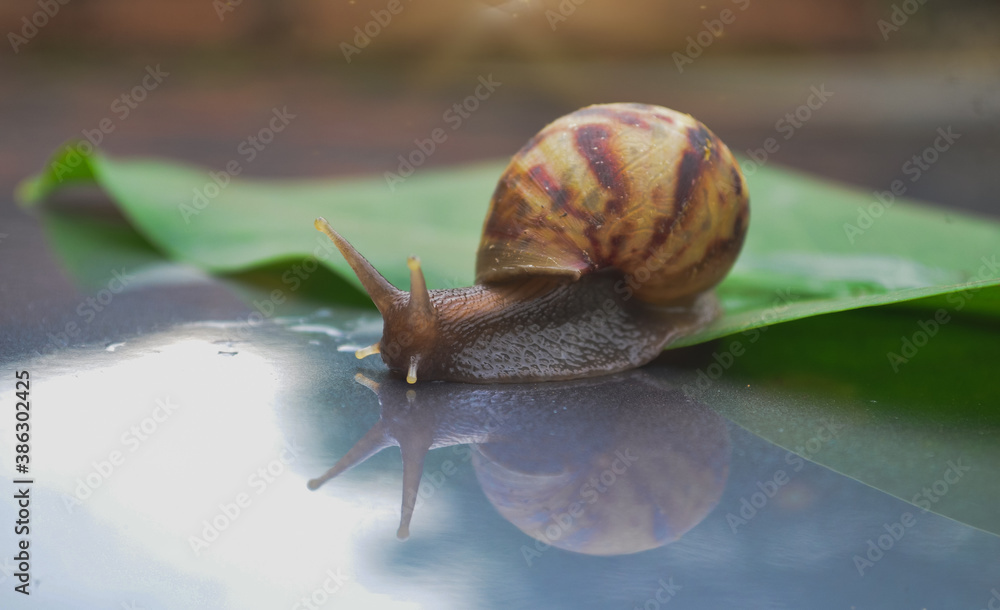 Snail (Bekicot, Achatina fulica, African giant snail, Archachatina ...
