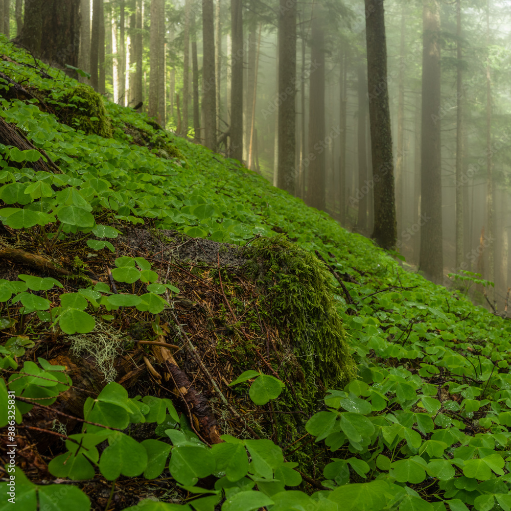 Oxalis, also known as wood-sorrel, covers the Douglas Fir Forest in ...